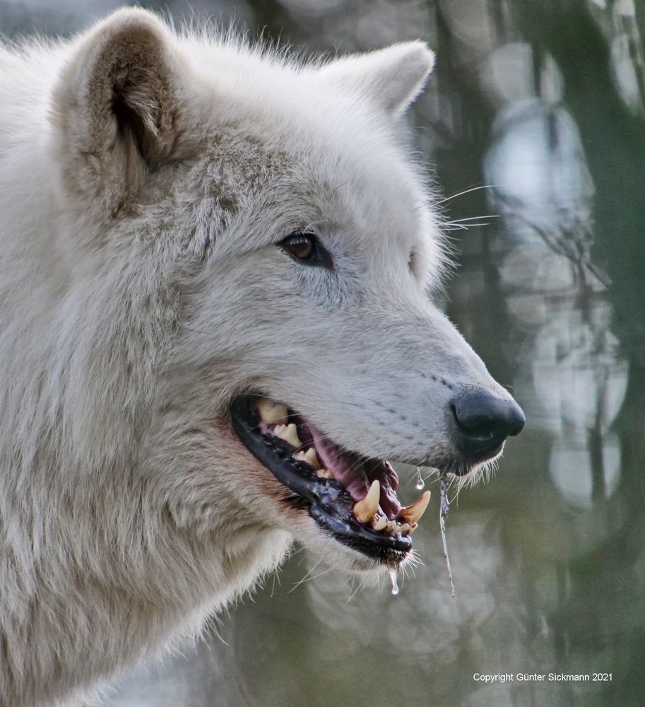 Sabber, sabber. Foto & Bild | tiere, zoo, wildpark & falknerei ...