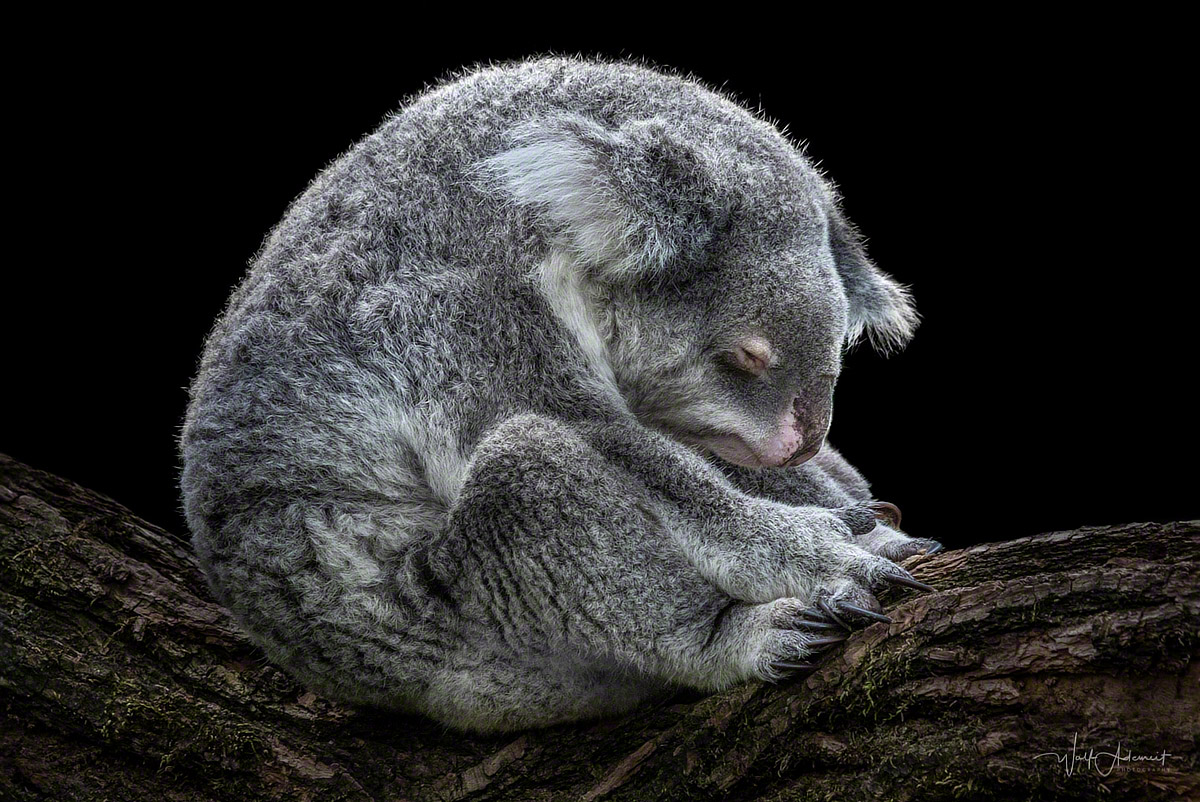 sad koala Foto & Bild | tiere, zoo, wildpark & falknerei, säugetiere ...