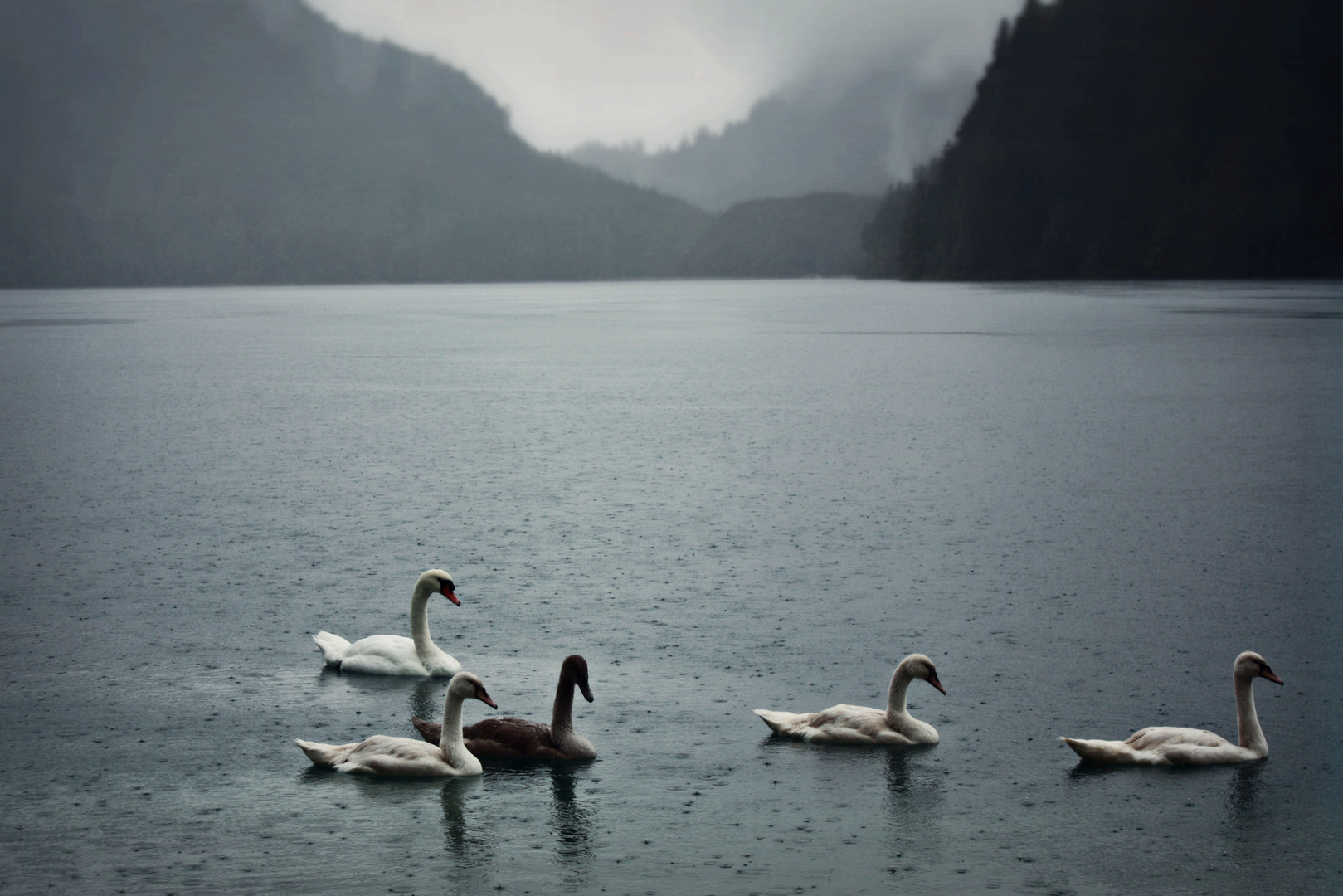 Sad Swan Lake Foto & Bild | regen, natur, see Bilder auf fotocommunity