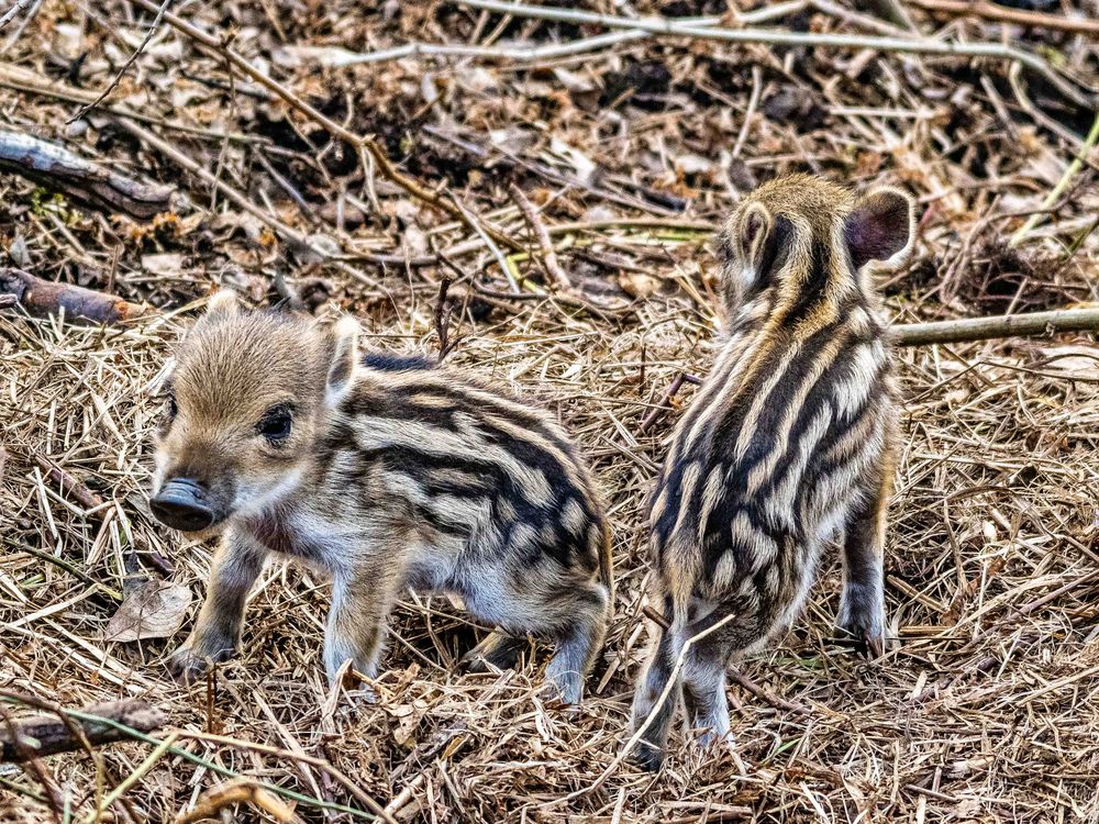 Säugende Wildsau im Gras 3: zwei Frischlinge Foto & Bild | wald ...