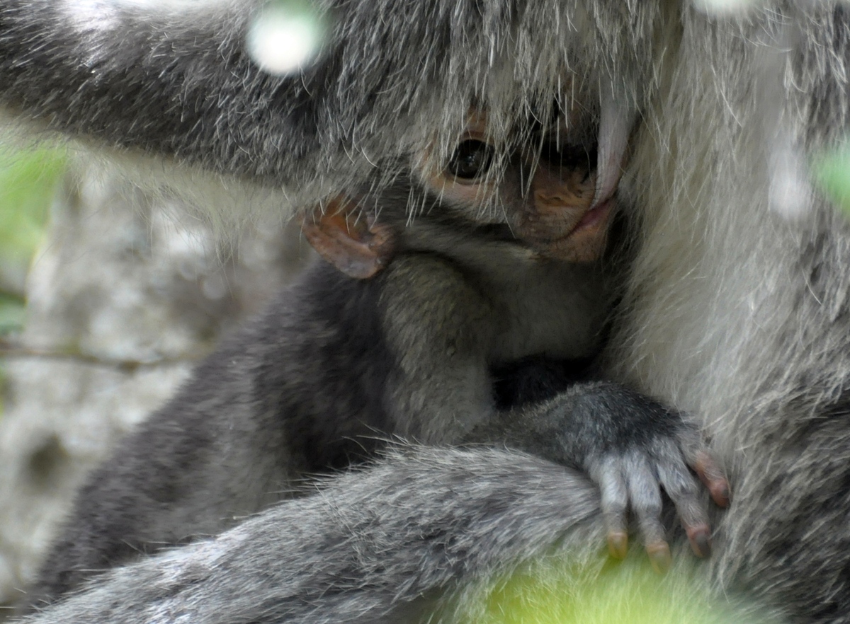 Säugendes Affenbaby Foto & Bild | tiere, wildlife, säugetiere Bilder ...