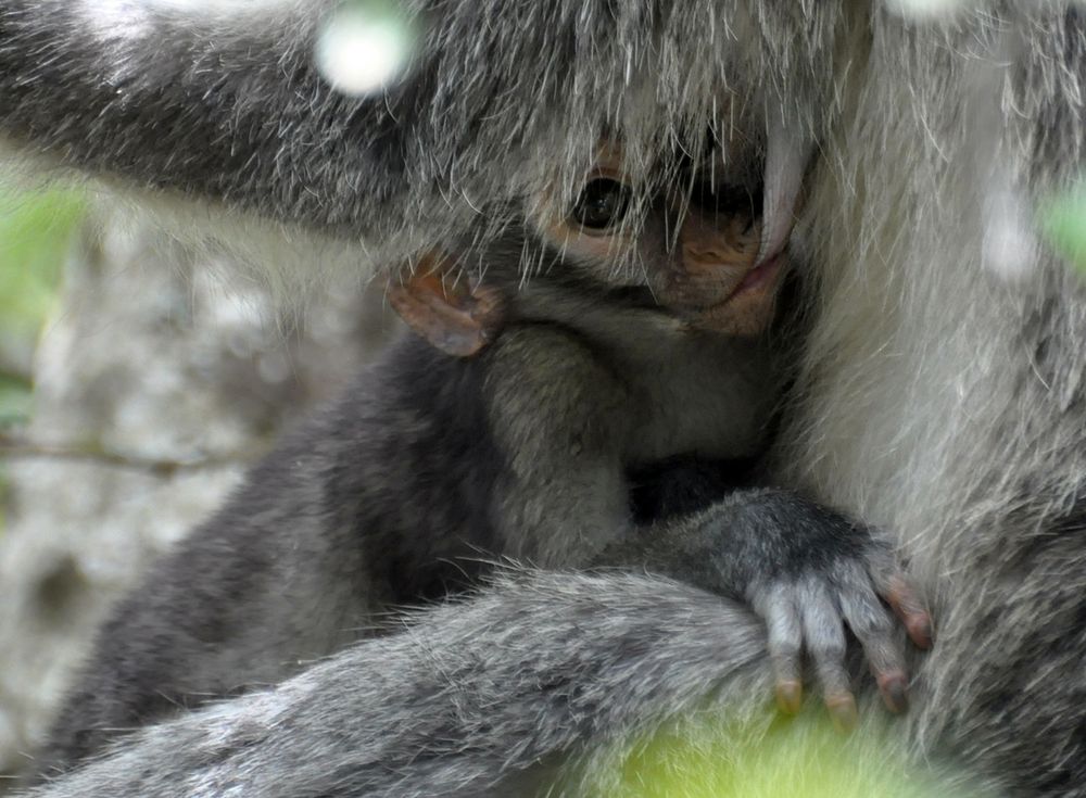 Säugendes Affenbaby Foto & Bild | tiere, wildlife, säugetiere Bilder ...