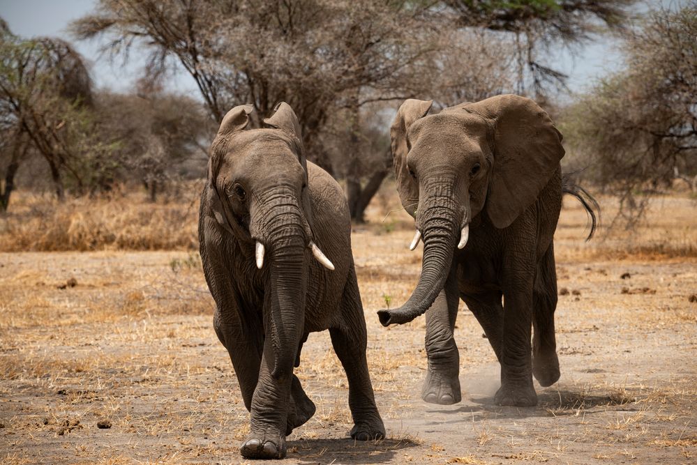 Safari Tansania Foto & Bild | africa, eastern africa, tanzania Bilder ...