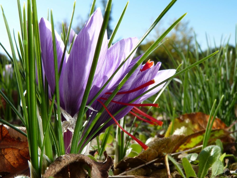 Safran, Crocus Sativus L photo et image | fleurs, nature Images ...