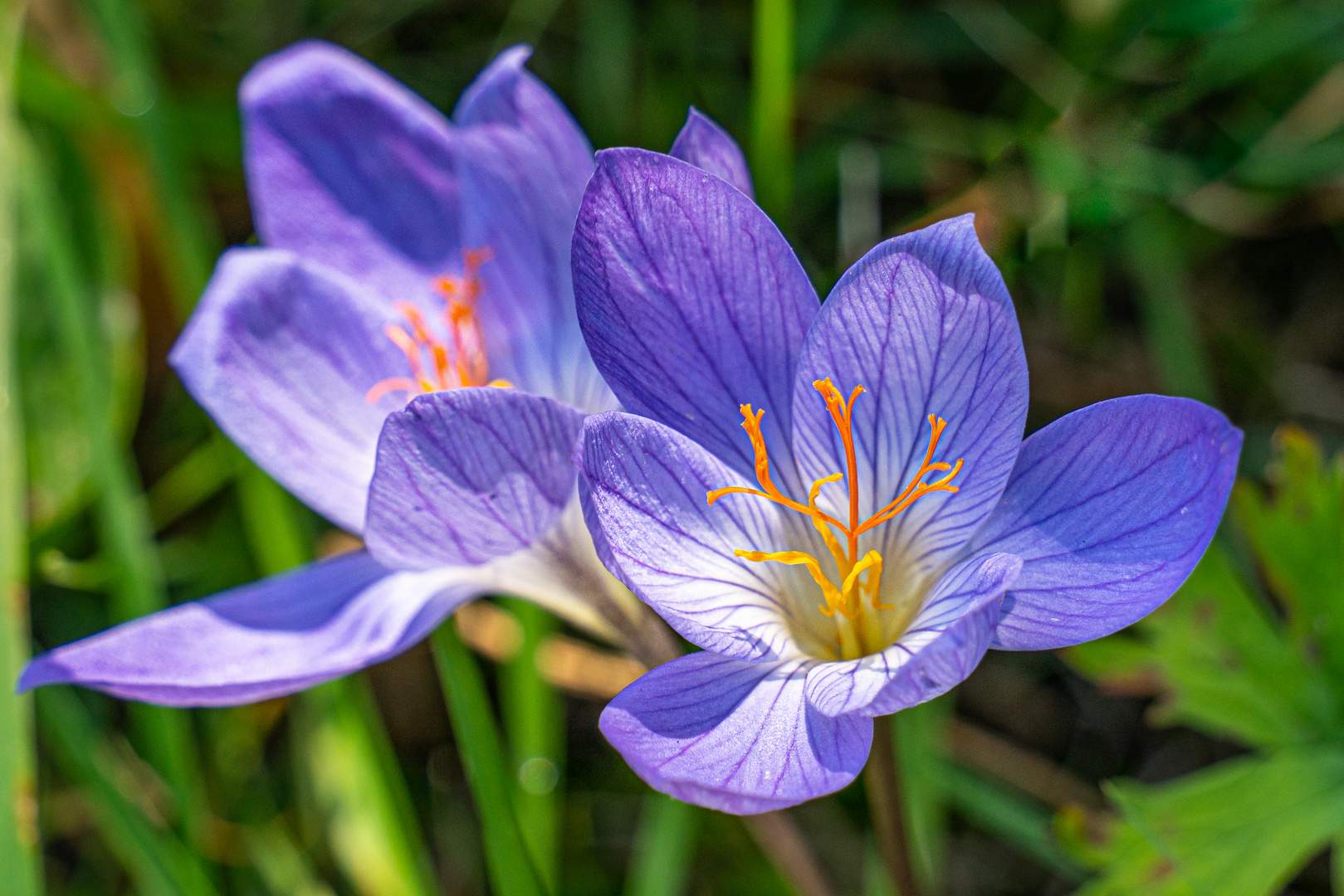 Safran II Foto & Bild | natur, pflanzen, blüten Bilder auf fotocommunity