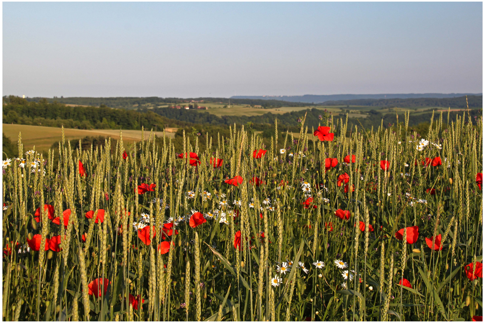 Saftige Wiesen und Felder Foto & Bild | landschaft, Äcker, felder ...