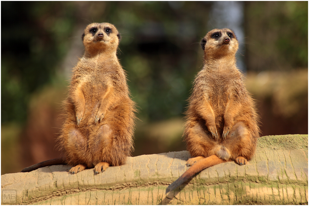 Sag mal, Atze... Foto & Bild | tiere, zoo, wildpark & falknerei ...