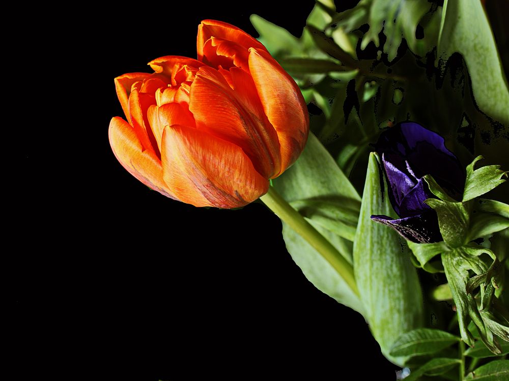 sag mir, wo die Tulpen stehn,..... Foto & Bild | tulpen, blumen, blüten Bilder auf fotocommunity