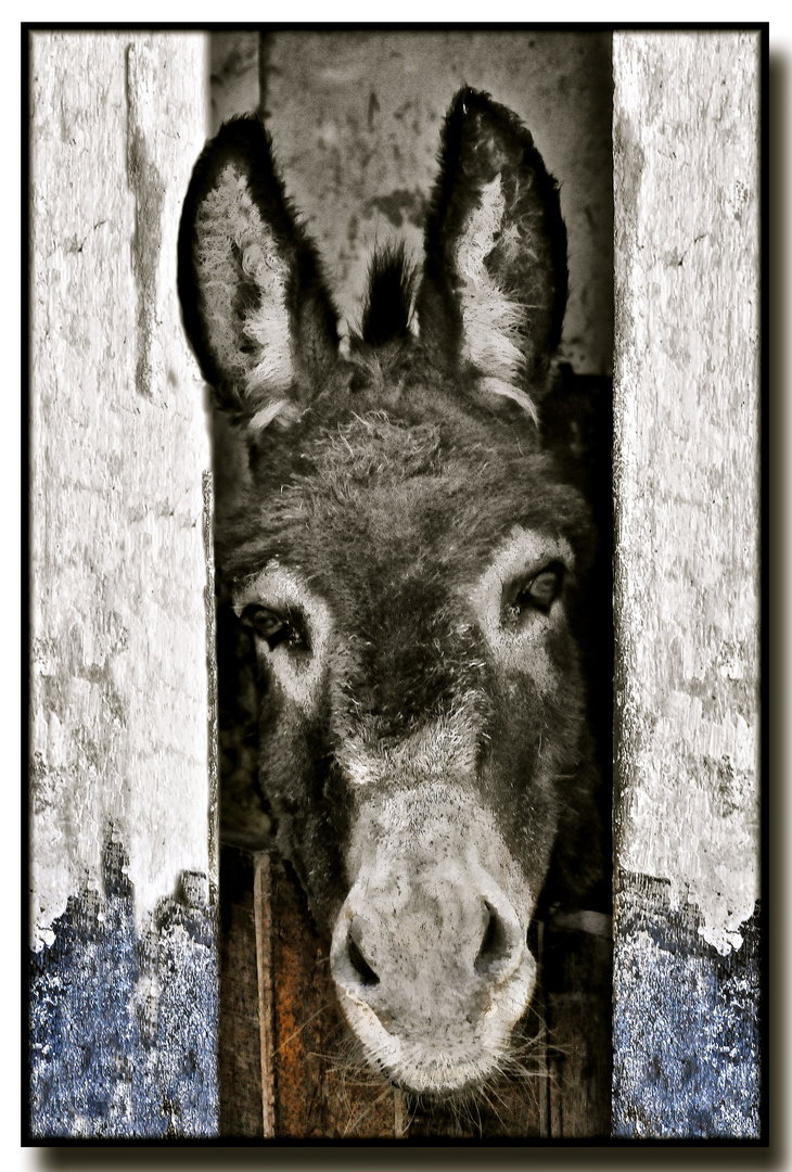 SAG NIEMALS DUMMER ESEL ZU MIR Foto & Bild | tiere, natur Bilder auf ...