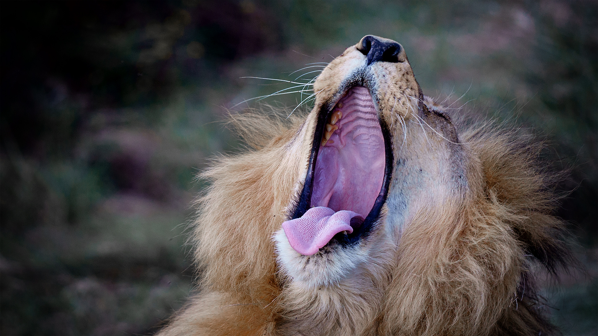 Sagen Sie mal "aaaaaaa" Foto & Bild | africa, southern africa, south ...