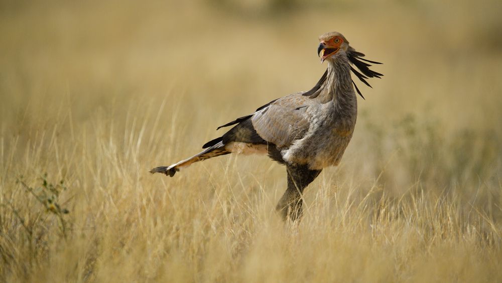 Sagittarius serpentarius Foto & Bild | fotos, nikon, world Bilder auf ...