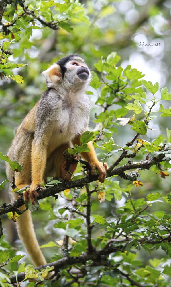 Saimiri photo et image | animaux, animaux sauvages, singe Images ...