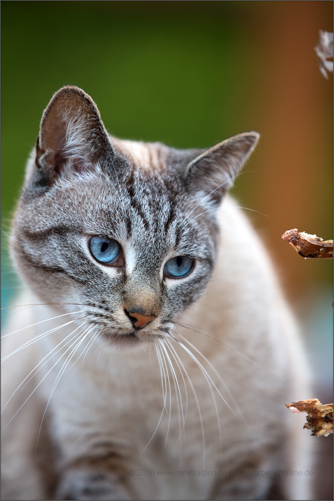 Saimon Foto & Bild | natur, katze, stubentiger Bilder auf fotocommunity