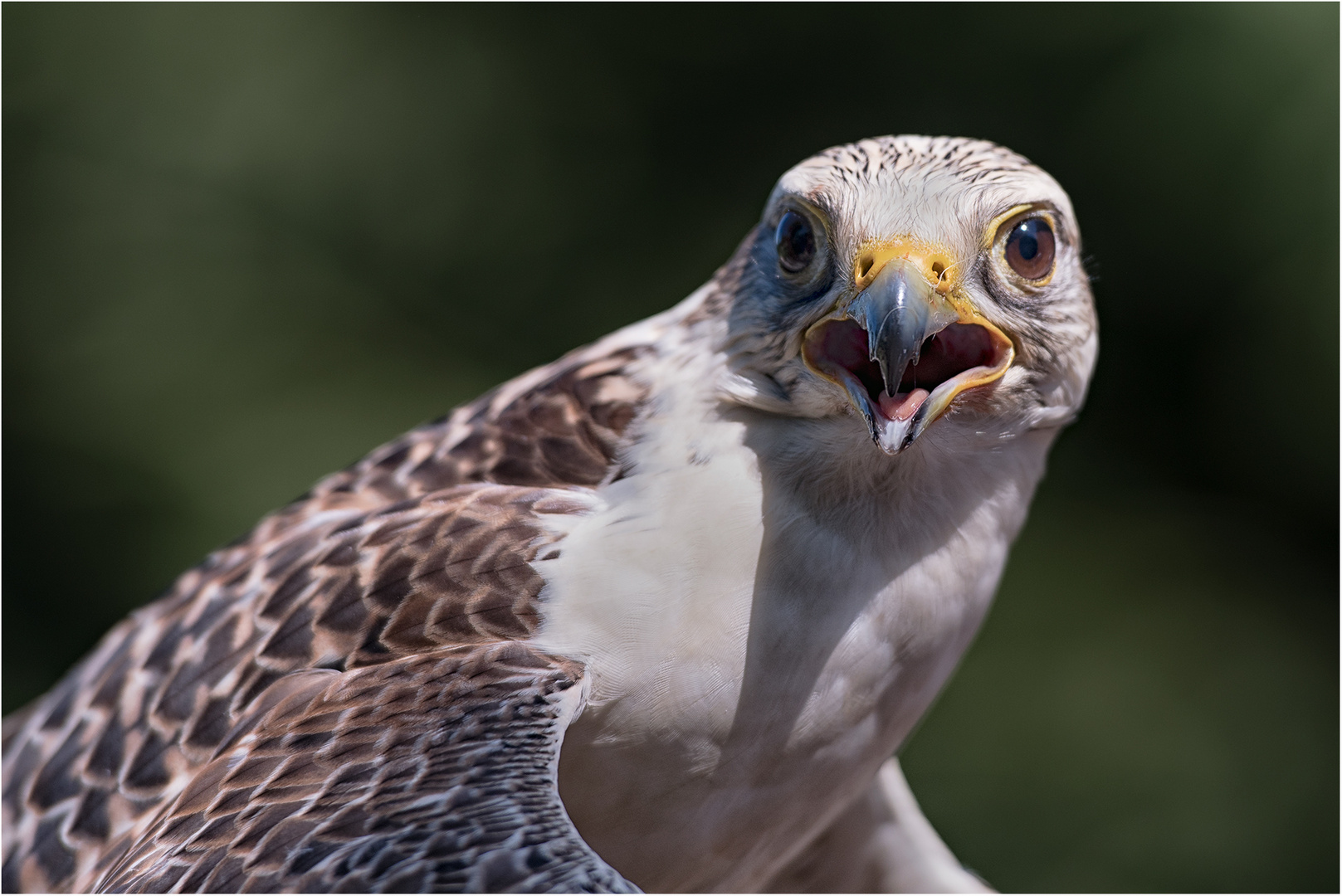 Sakerfalke Foto & Bild | natur, porträt, zoo Bilder auf fotocommunity