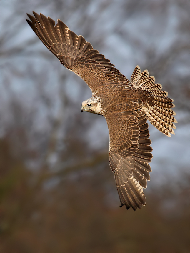Sakerfalke Foto & Bild | natur, vogel, zoo Bilder auf fotocommunity