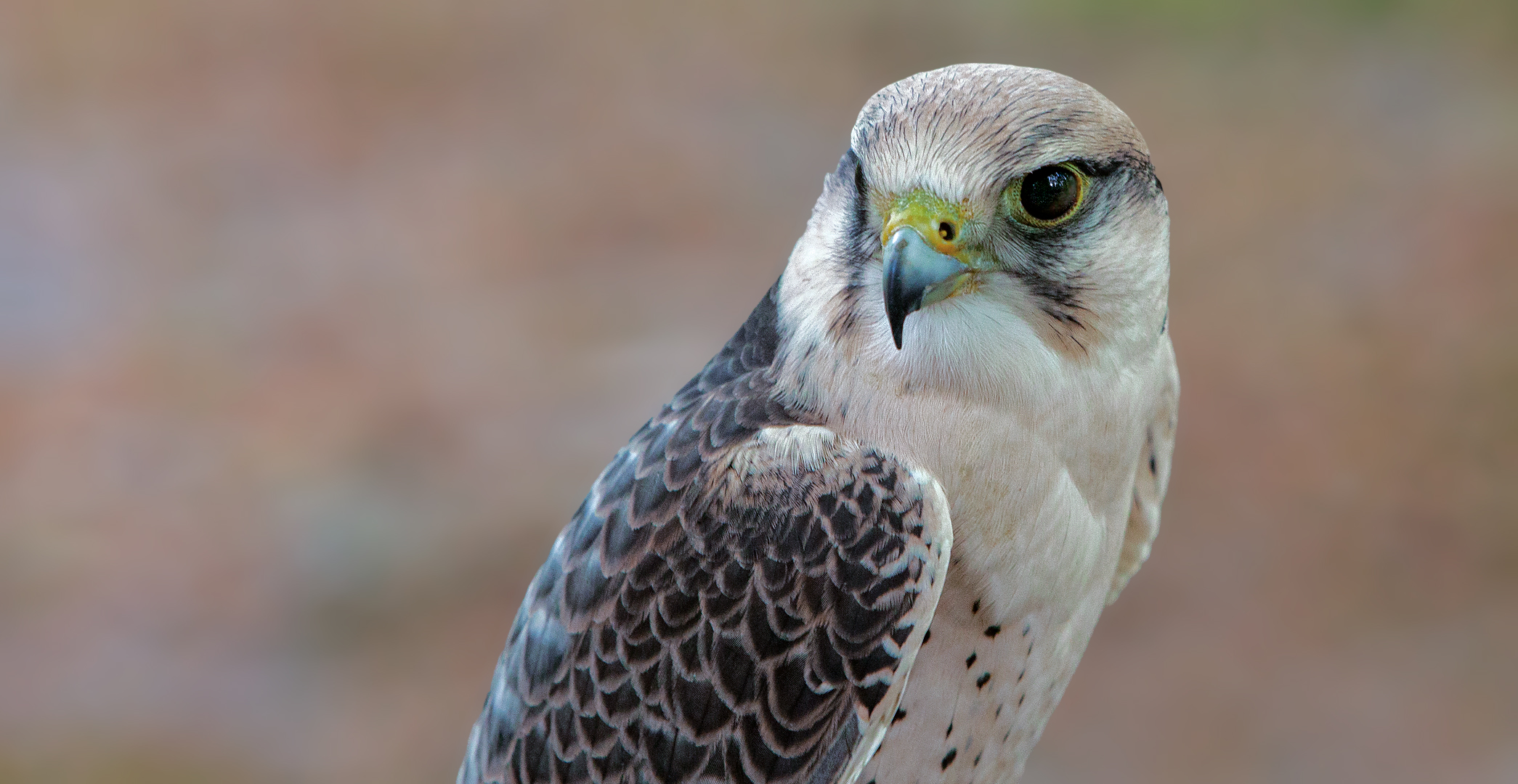 Sakerfalke-Portrait 001 Foto & Bild | deutschland, europe ...