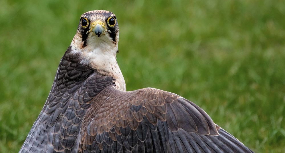 Sakerfalke-Portrait 008 Foto & Bild | deutschland, europe ...