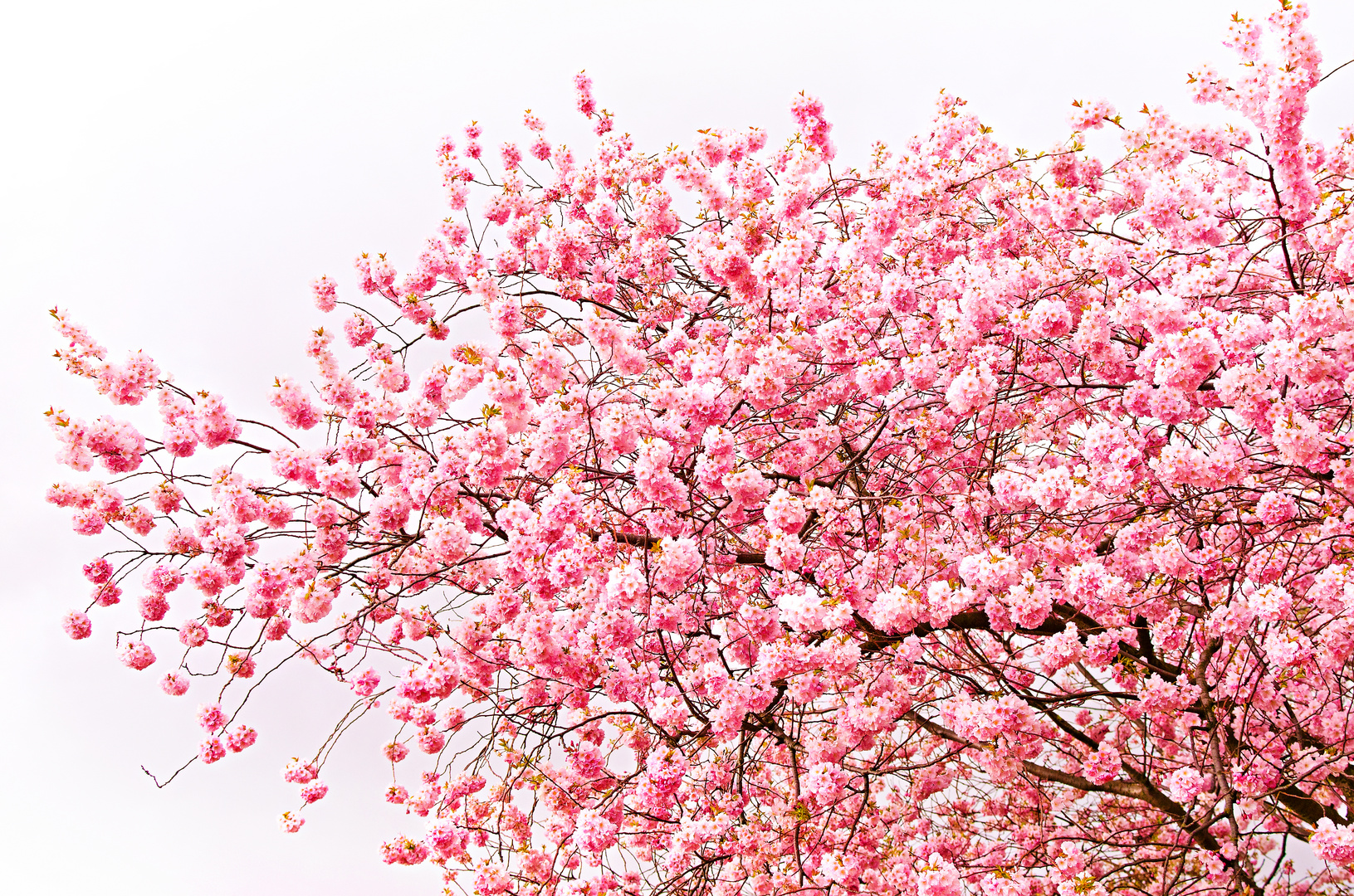 sakura II Foto & Bild | jahreszeiten, frühling, natur; landschaft ...
