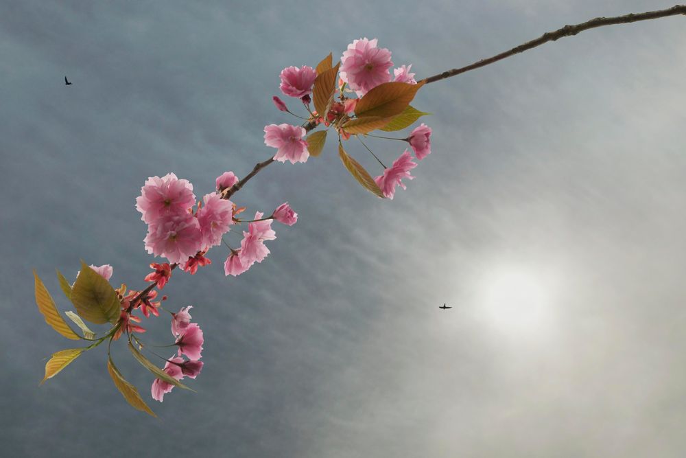 Sakura / Kirschblüten Foto & Bild | spezial, bäume, frühling Bilder auf ...