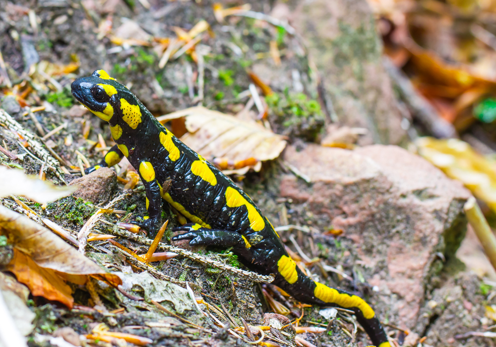 Salamander Foto & Bild | tiere, wildlife, amphibien & reptilien Bilder ...