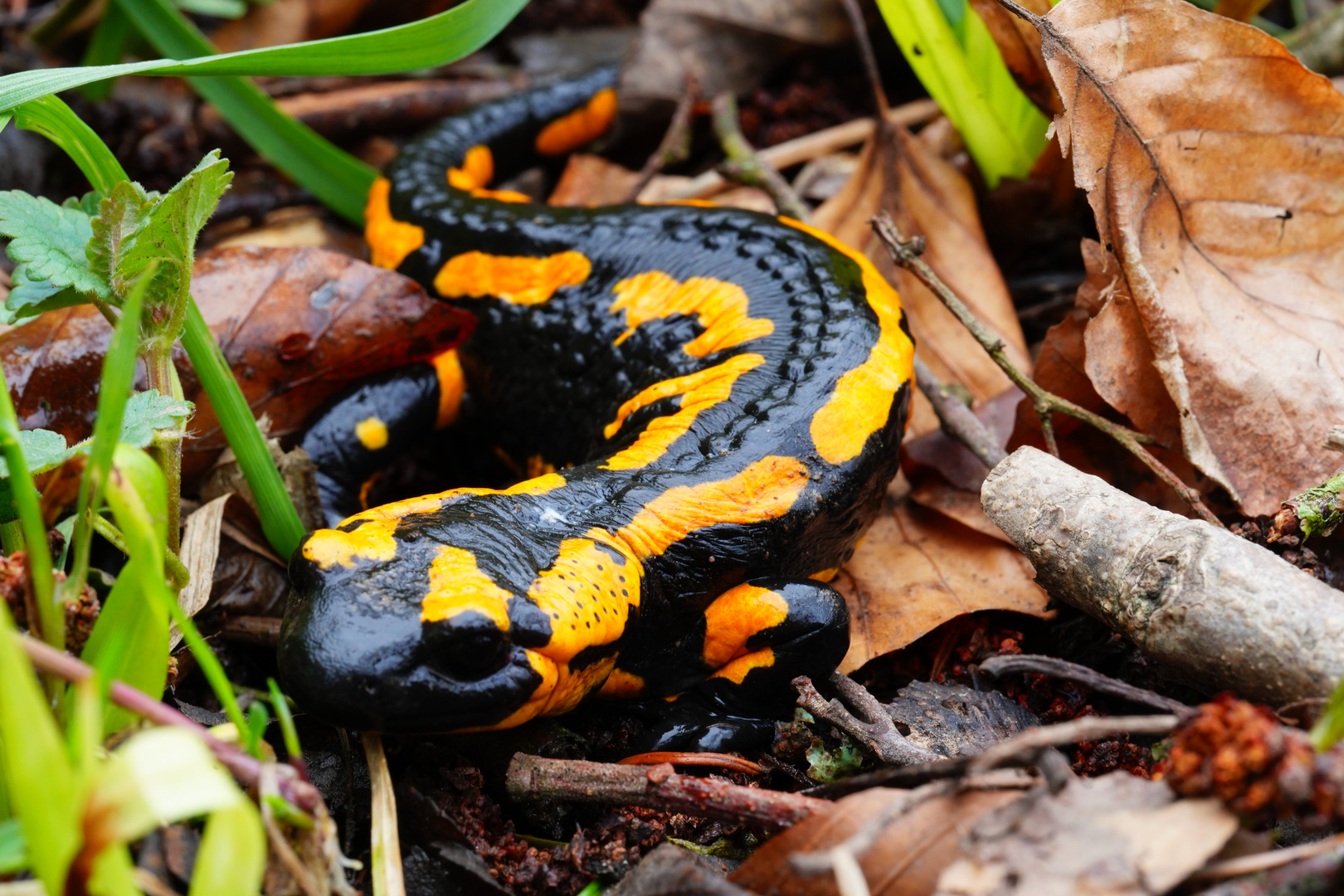Salamander Foto & Bild | natur, tiere, tierdetails Bilder auf fotocommunity