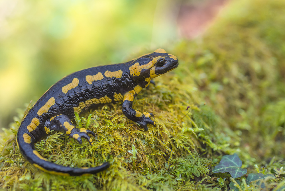 Salamander on tour Foto & Bild | tiere, wildlife, amphibien & reptilien ...