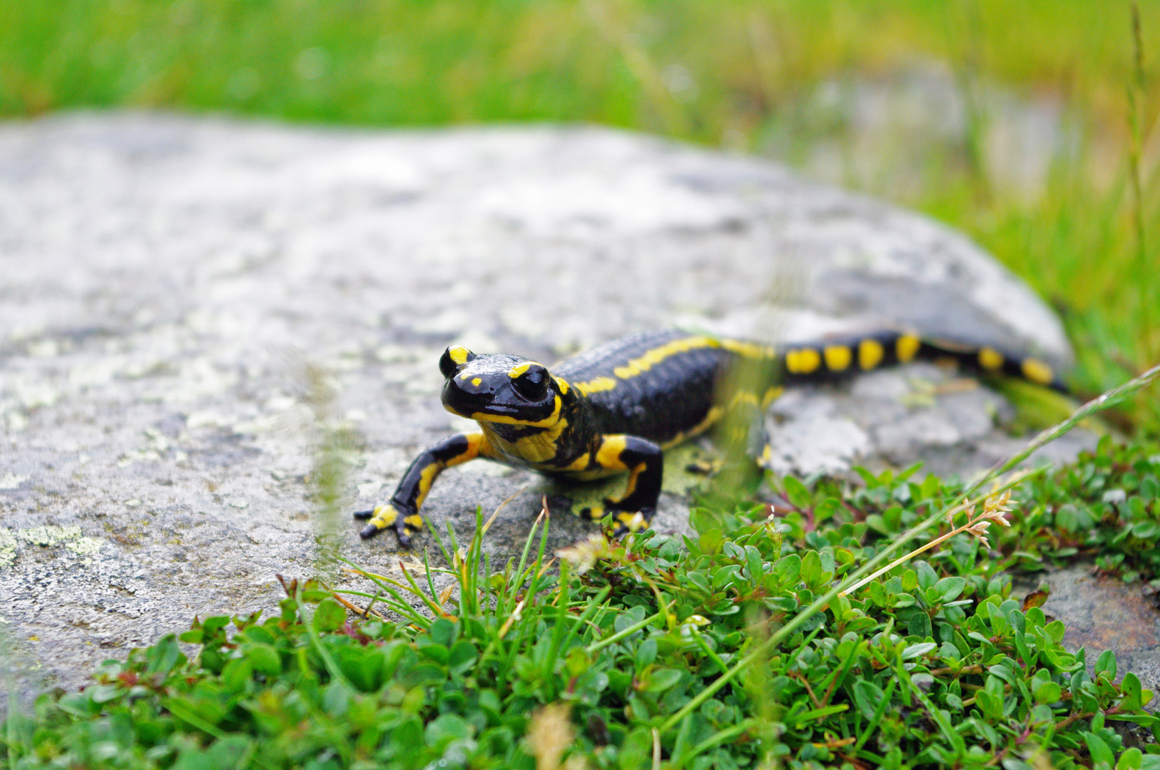 Salamandre photo et image | animaux, reptiles, amphibiens, salamandre ...