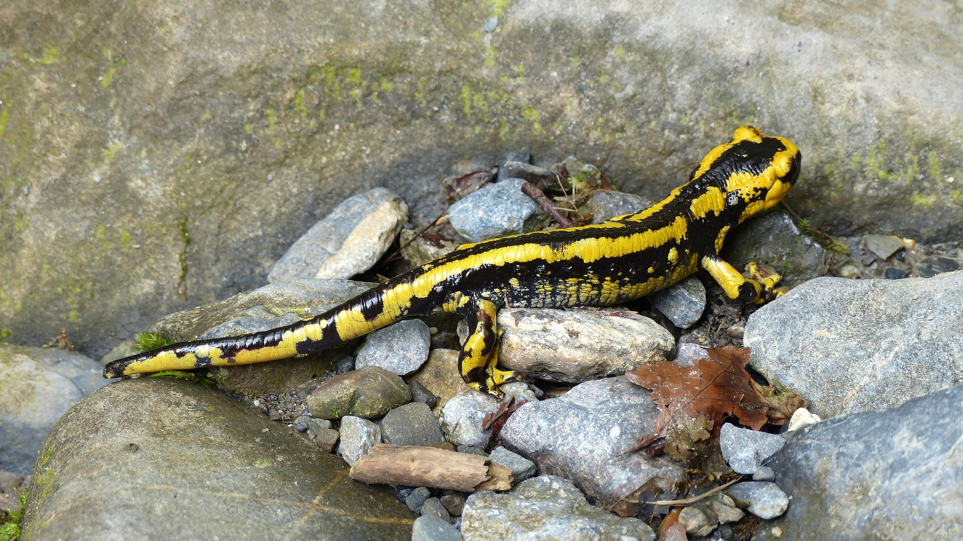 Salamender Foto & Bild | natur Bilder auf fotocommunity