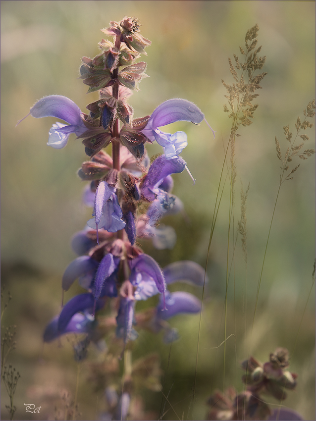 Salbei Foto & Bild | natur-kreativ, blumen , natur Bilder auf fotocommunity