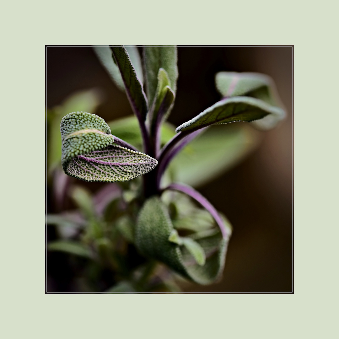 Salbei Foto & Bild | pflanzen, pilze & flechten, natur-makros ...