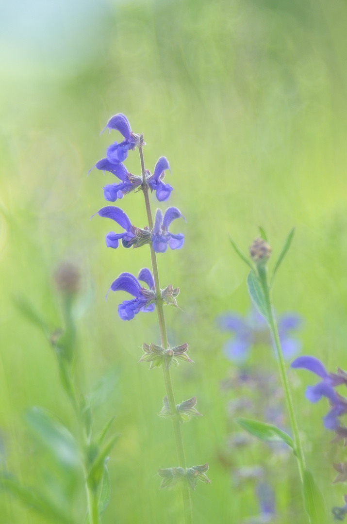 Salbei Foto & Bild | natur, fine art, pflanzen Bilder auf fotocommunity