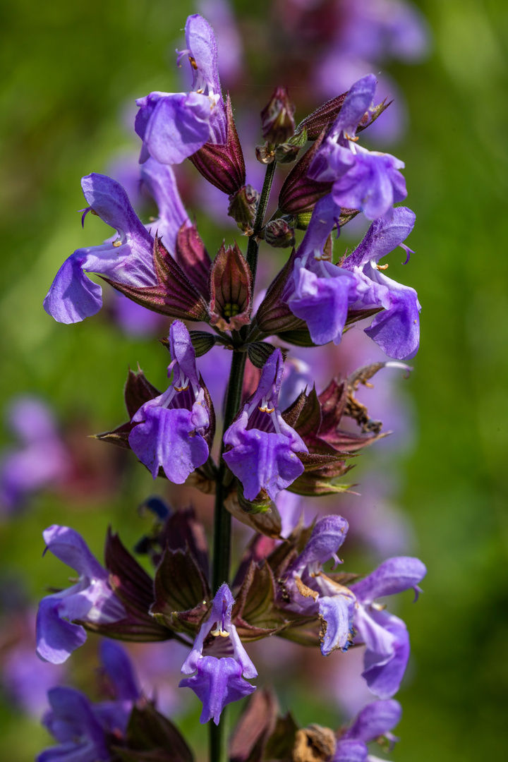 Salbei Foto & Bild | pflanzen, pilze & flechten, blüten ...