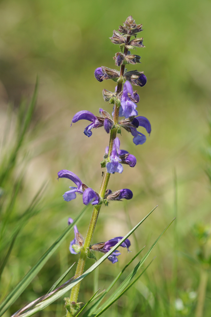 Salbei Foto & Bild | makro, lila, frühling Bilder auf fotocommunity