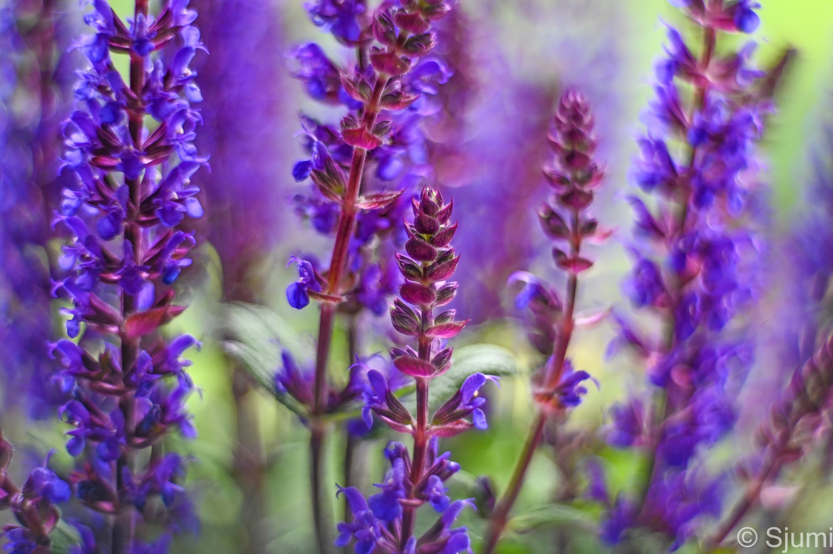 Salbei Impression Foto & Bild | pflanzen, pilze & flechten, blüten ...