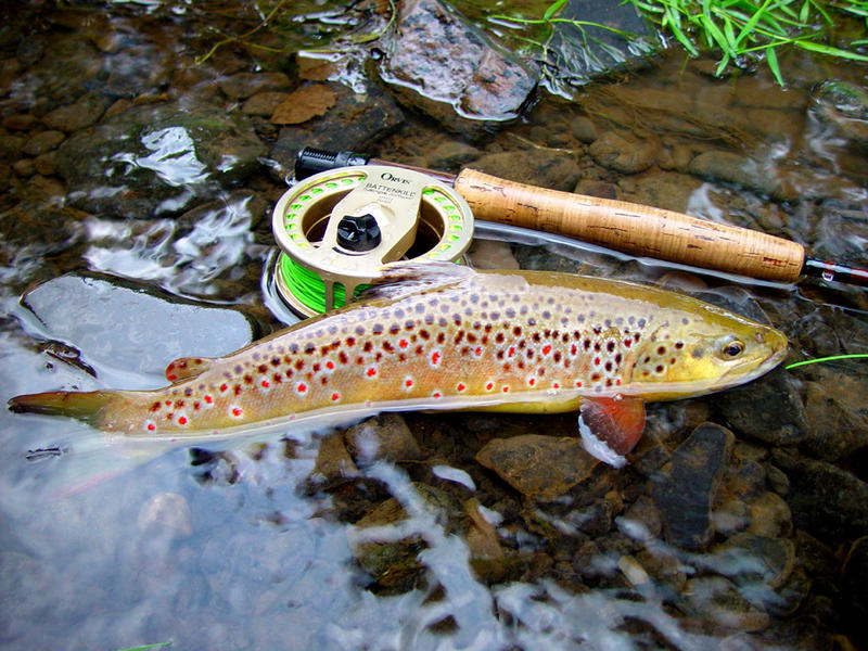 Salmo Trutta Vario Foto & Bild | sport, angeln fliegenfischen, motive ...