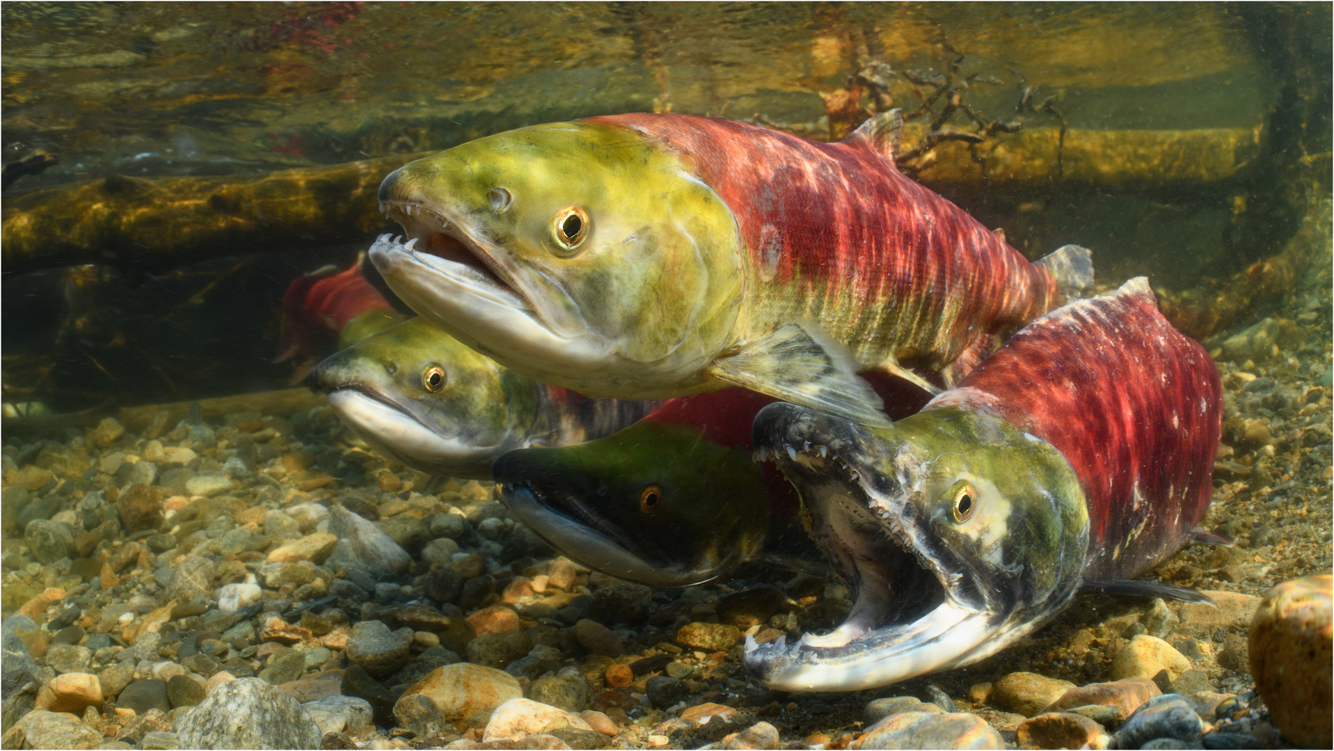 Salmon Run Foto & Bild | fotos, world, natur Bilder auf fotocommunity