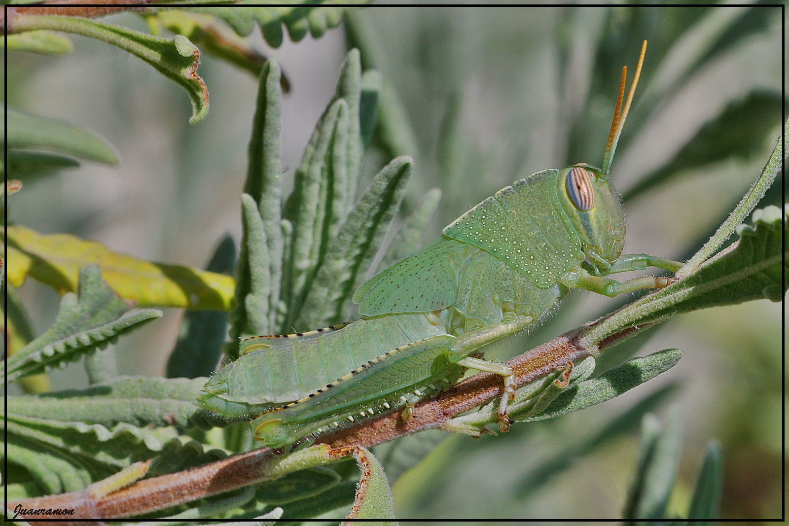 Saltamontes 2 Imagen & Foto | animales, invertebrados , naturaleza ...
