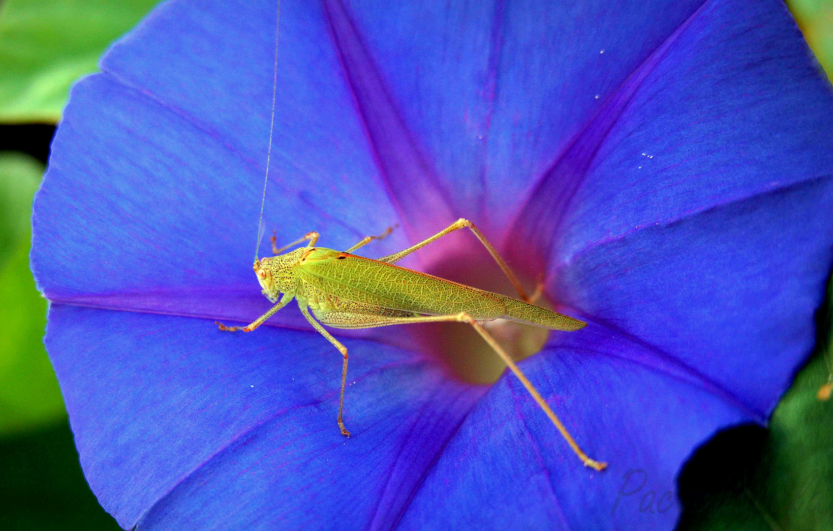 Saltamontes Imagen & Foto | insectos, naturaleza Fotos de fotocommunity