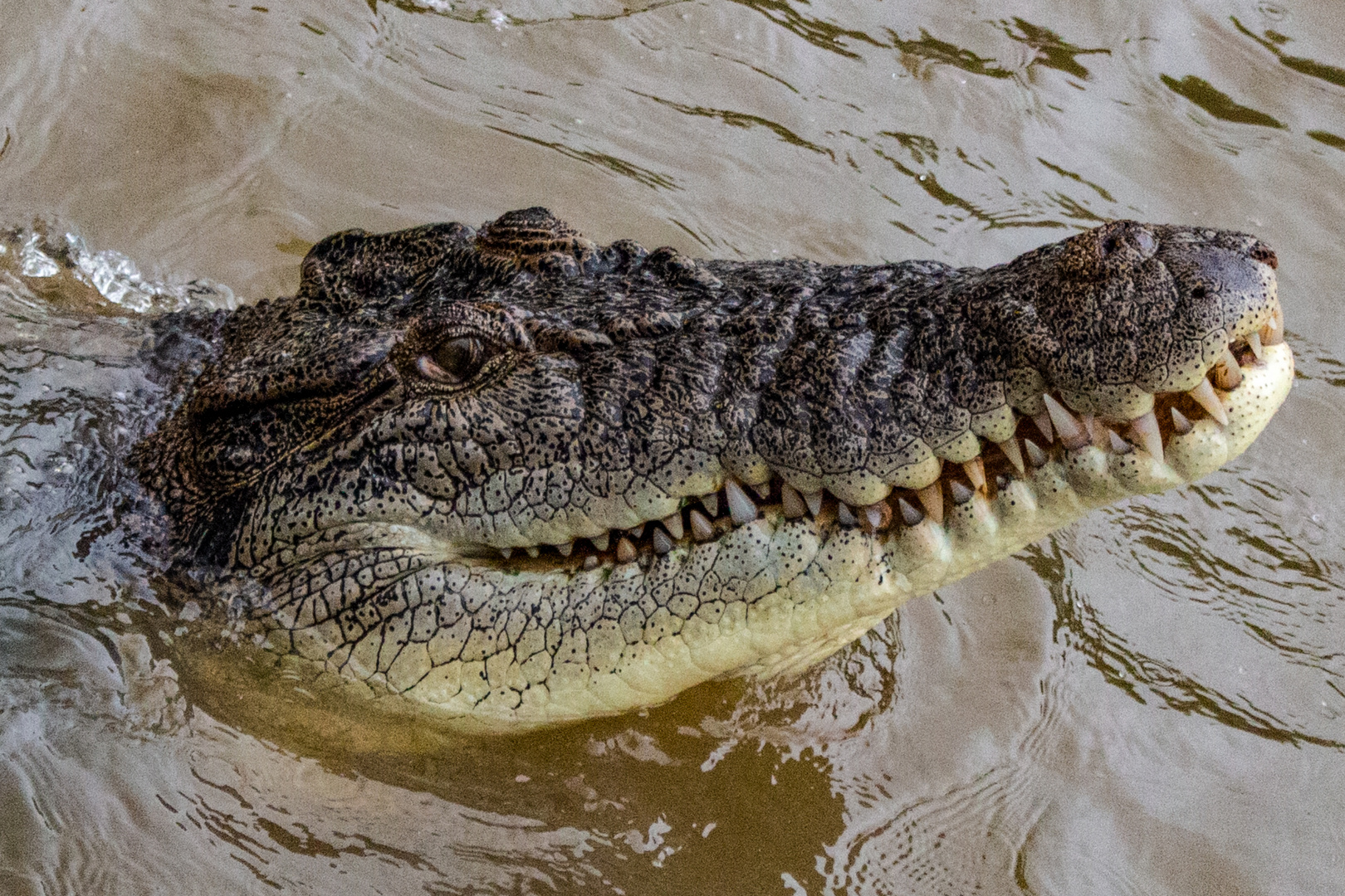 Saltie Foto & Bild | australia, nature, world Bilder auf fotocommunity