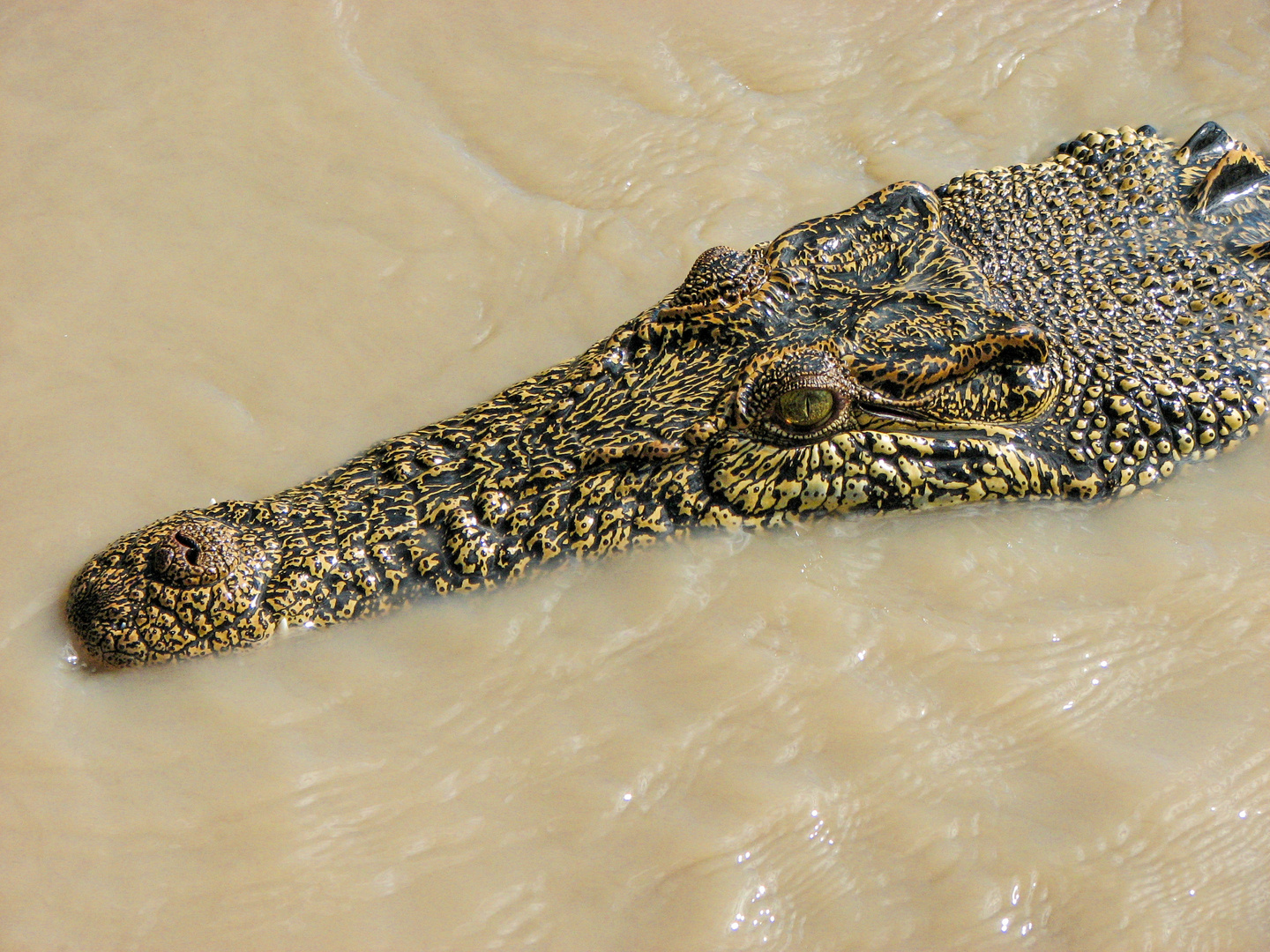 Saltie (I) Foto & Bild | australia & oceania, australia, northern ...