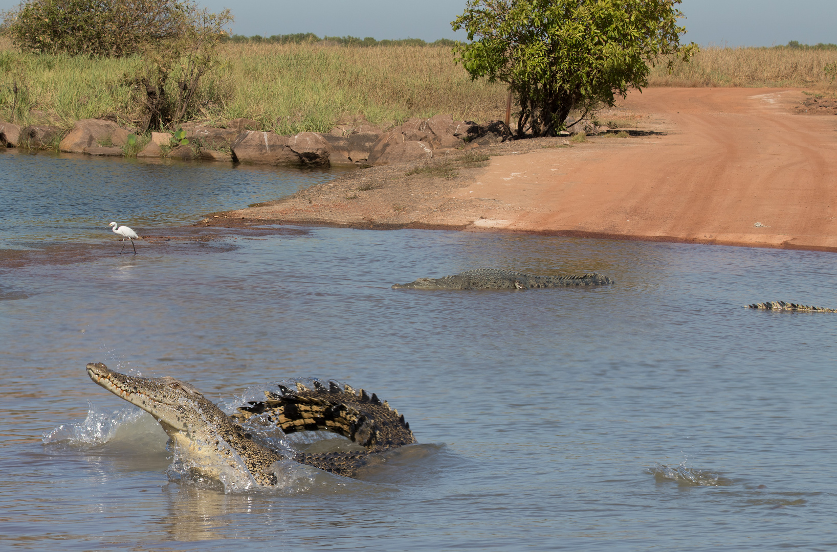 Salties Foto & Bild | fotos, australia, world Bilder auf fotocommunity