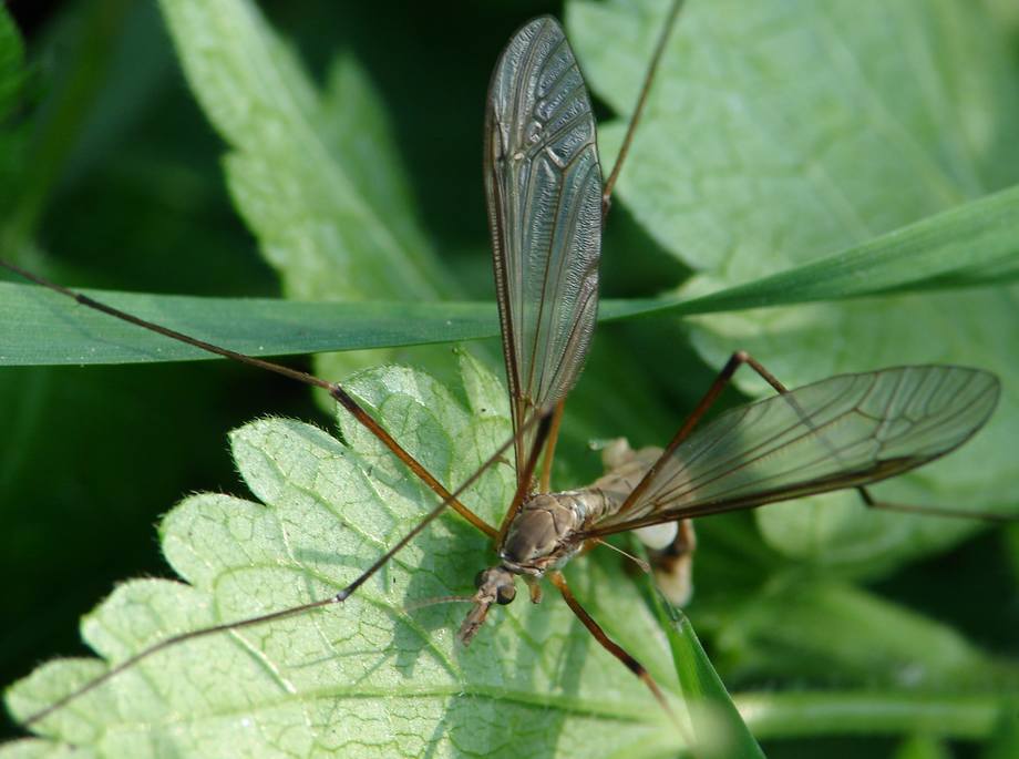 salut cousin photo et image | macro nature, macro insectes, insectes ...