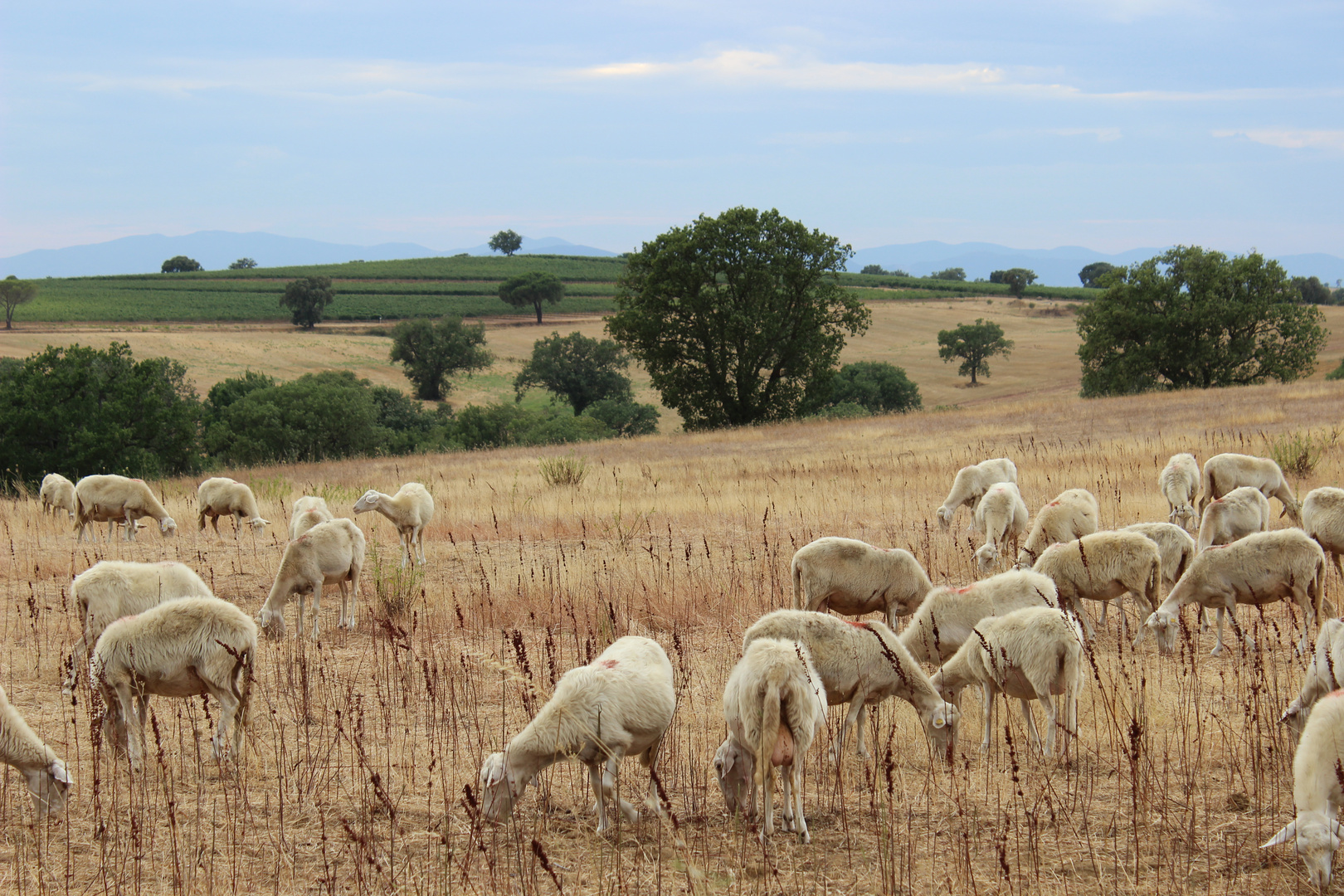 Salutate le pecore! Foto % Immagini| paesaggi, campagna, maremma Foto ...