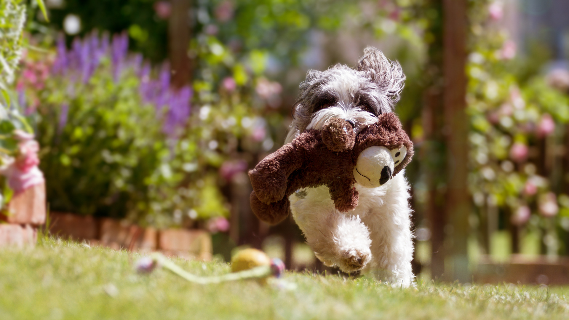 Sam & Teddy Foto & Bild | sommer, hunde, hund Bilder auf fotocommunity