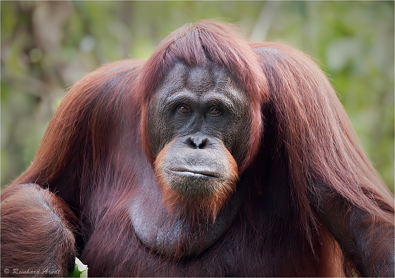 Samboja #2 Foto & Bild | world, natur, affen Bilder auf fotocommunity