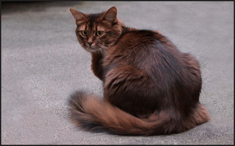 Samburu - genervt! Foto & Bild | tiere, haustiere, katzen Bilder auf ...