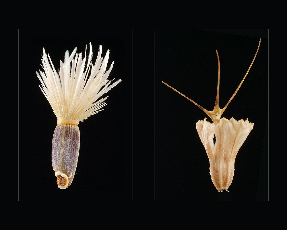 Samen 1 Foto & Bild | natur-makros, natur-kreativ, aufnahmetechniken ...