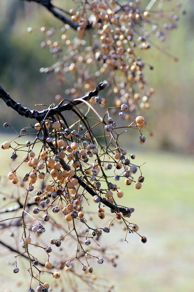 Samen des Paternosterbaumes Foto & Bild | giftig, samen, linde a Bilder ...