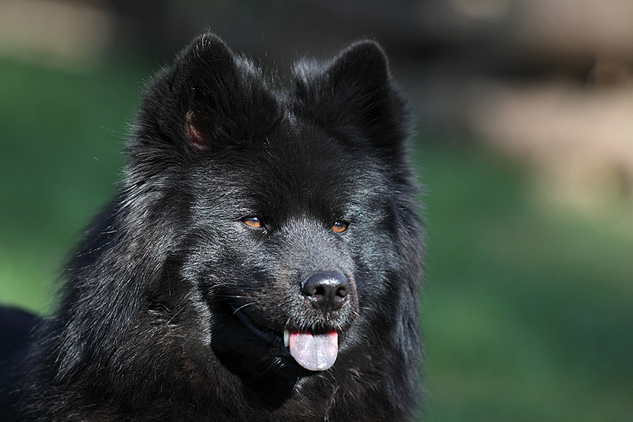 Samia...... Foto & Bild | tiere, haustiere, hunde Bilder auf fotocommunity