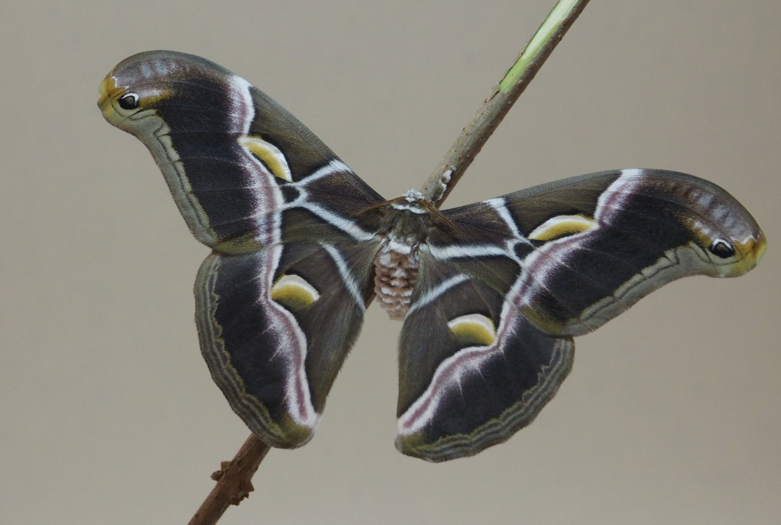 Samia cynthia Foto & Bild | tiere, haustiere, terraristik Bilder auf ...